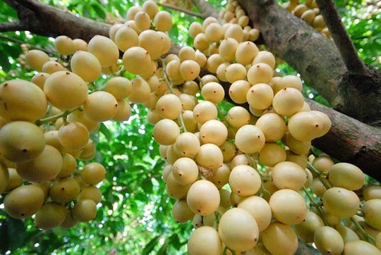 Dâu da đất - vườn cây giống cây ăn quả Hải Đăng - 0966.446.329