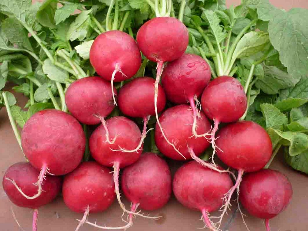 5gram hạt giống củ dền đỏ - Cây Cảnh Hải Đăng