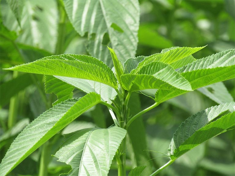 Hạt giống rau đay - Cây Cảnh Hải Đăng